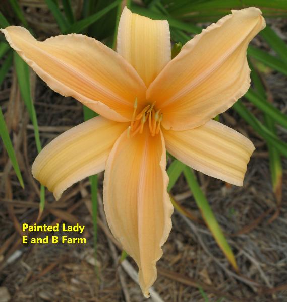 paintedlady